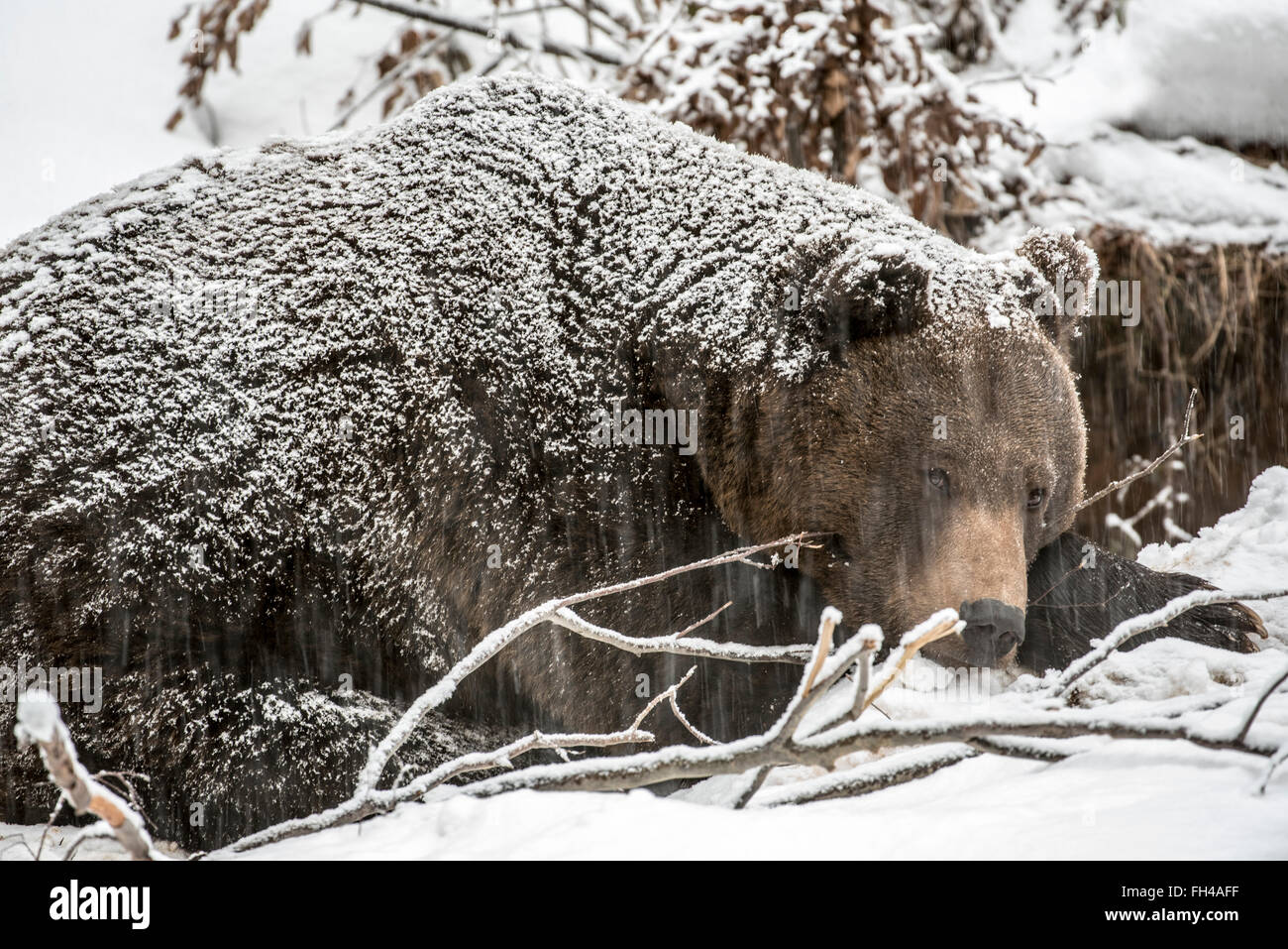 Bear hibernating in den hi-res stock photography and images - Alamy
