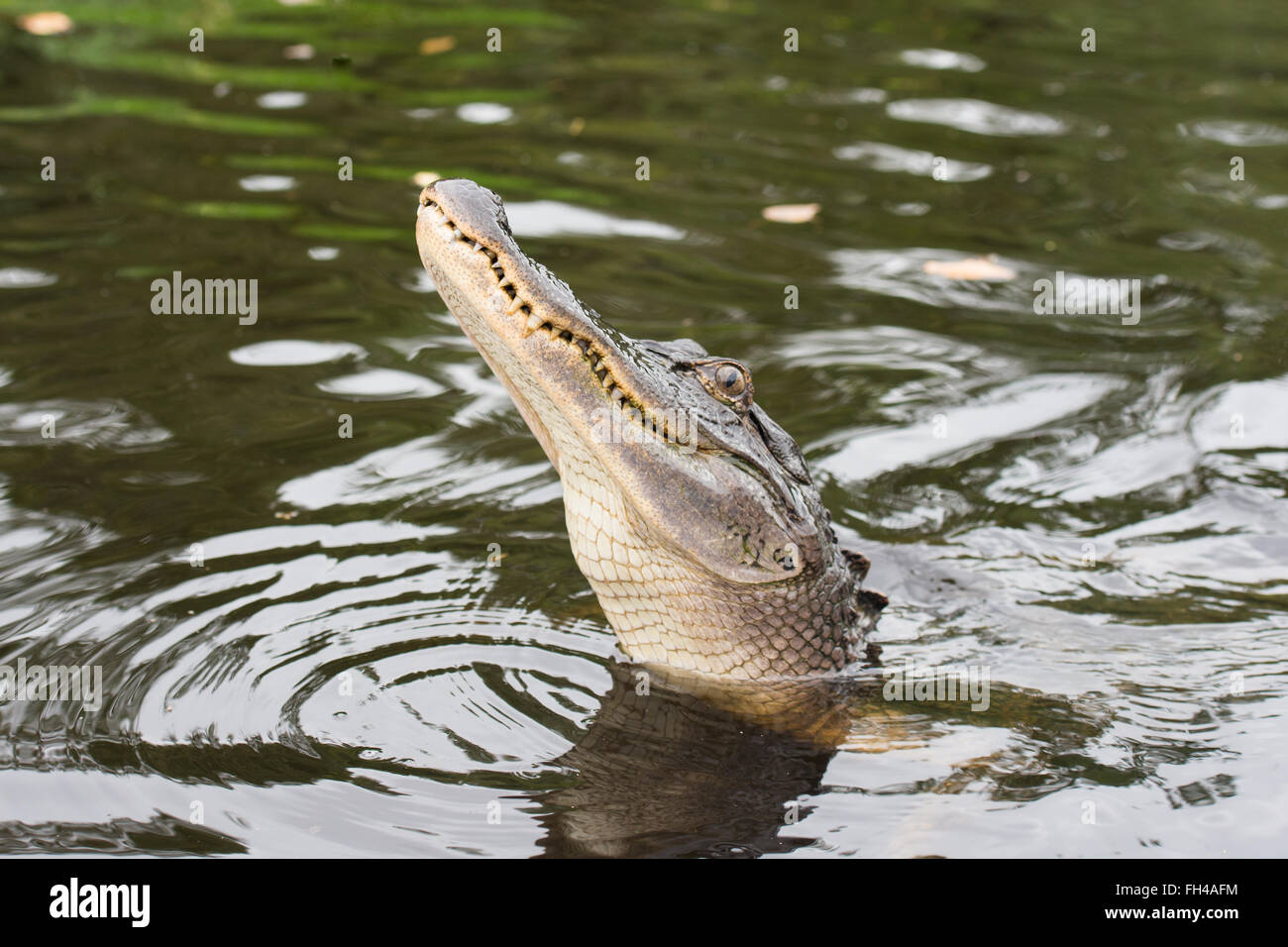 Alligator Coming Out of the Water Stock Photo - Alamy