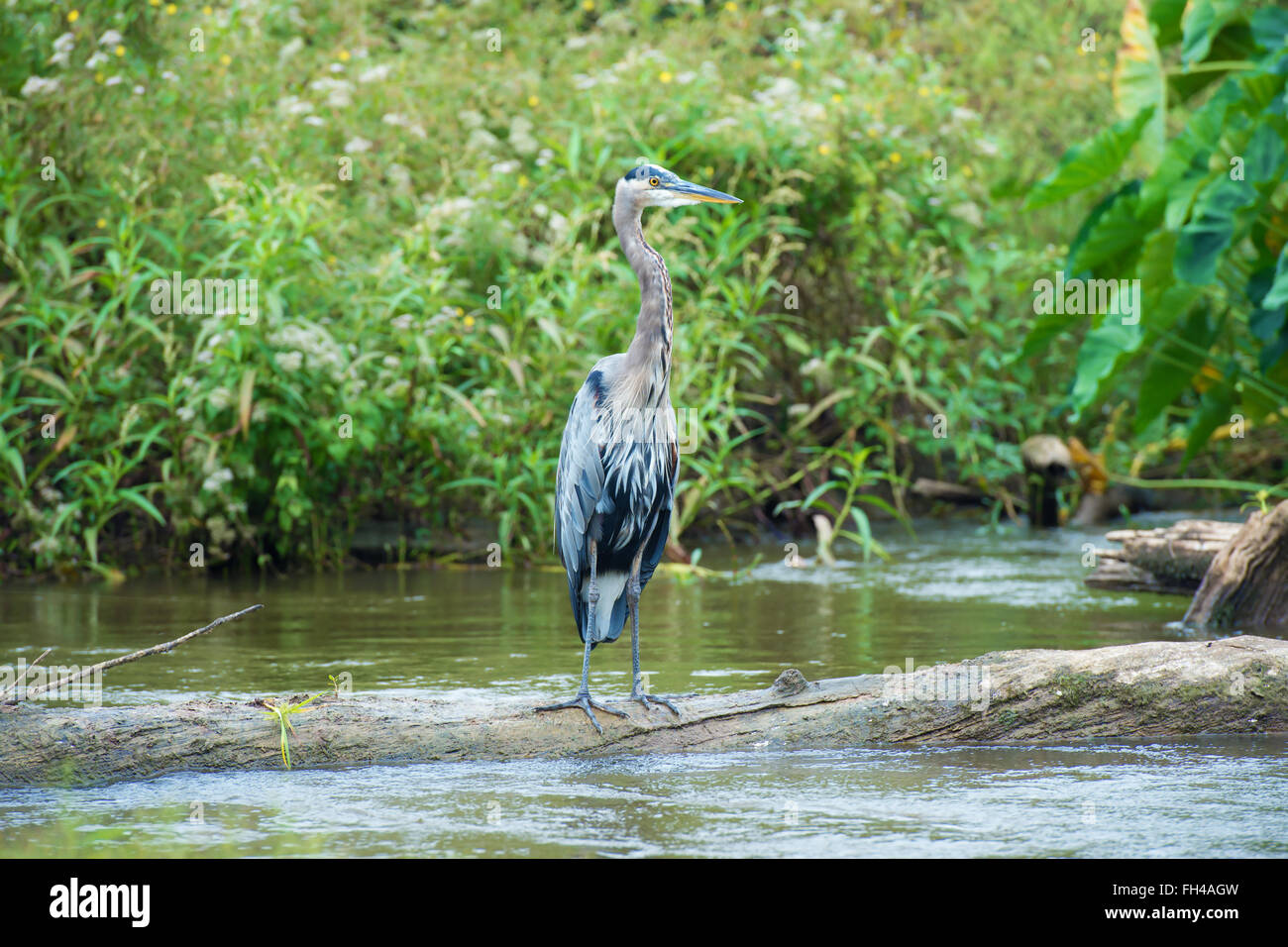Great Blue Heron Standing on Log Stock Photo - Alamy