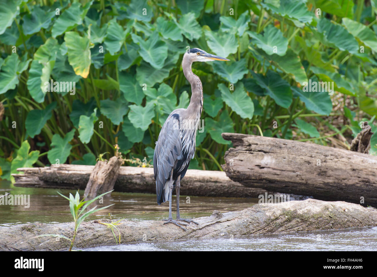 Great blue heron standing on hi-res stock photography and images - Alamy