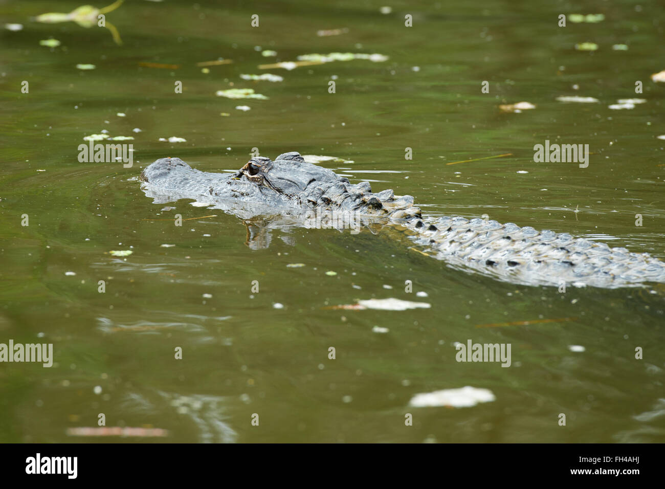 Swamp new orleans hi-res stock photography and images - Alamy