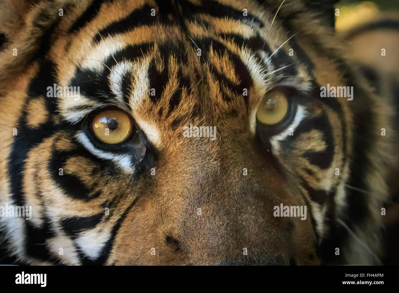 The Eye of the Tiger Stock Photo - Alamy