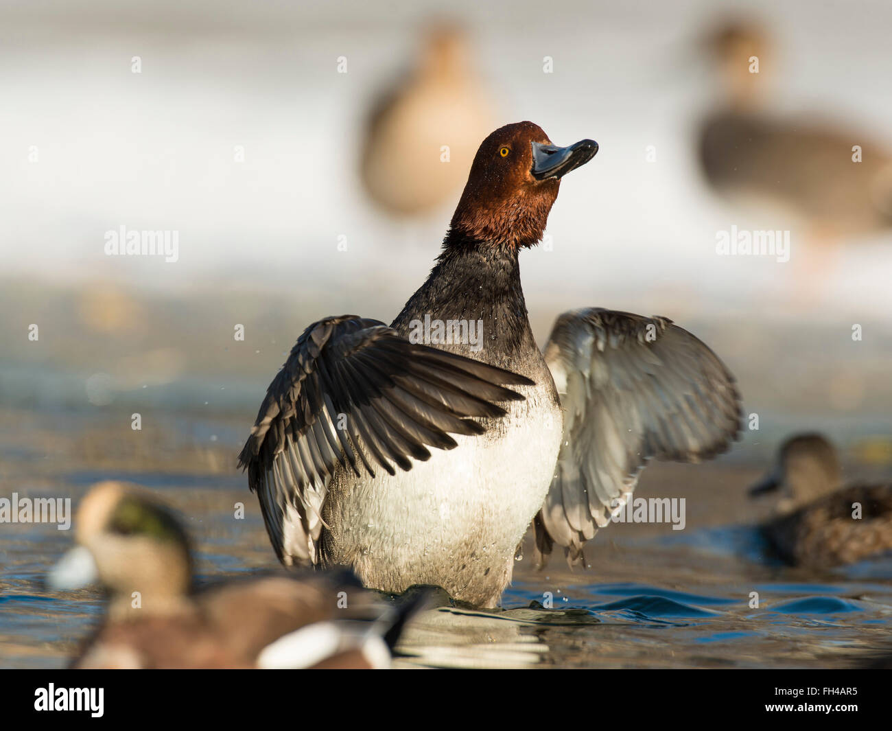 Male redhead duck hi-res stock photography and images - Alamy