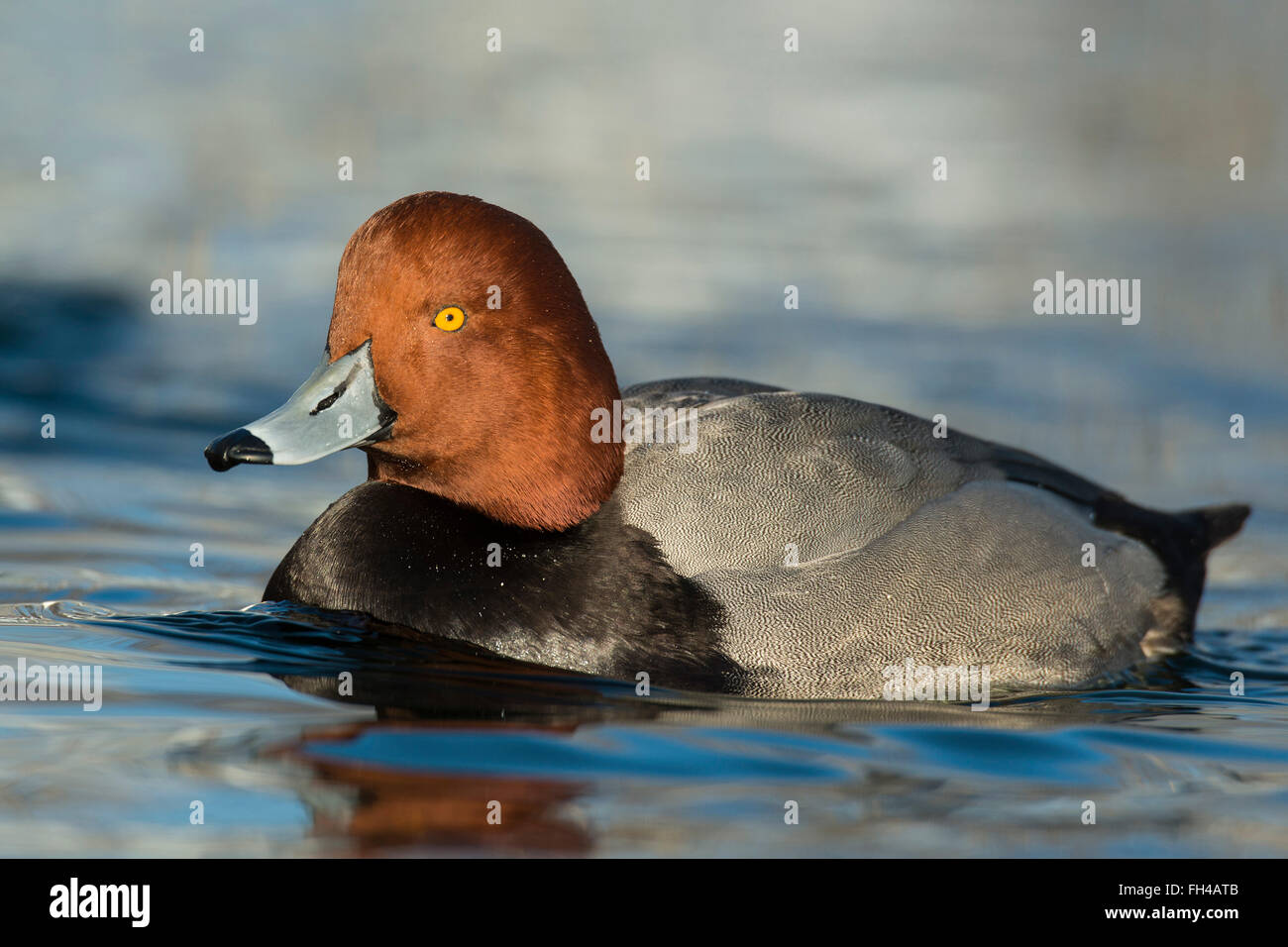 Redhead duck hi-res stock photography and images - Alamy
