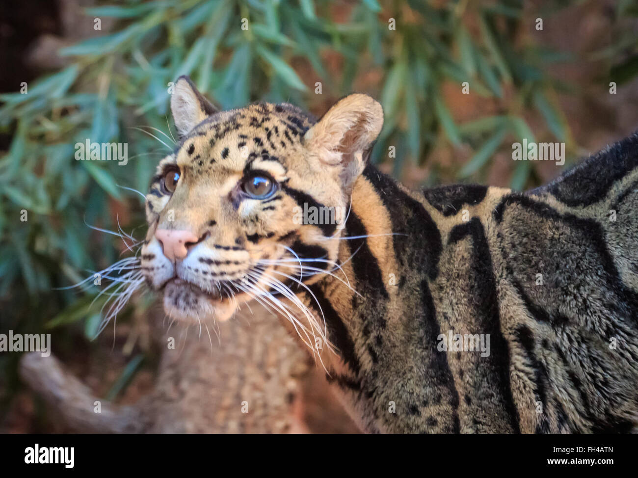 Clouded Leopard Portrait Stock Photo - Alamy