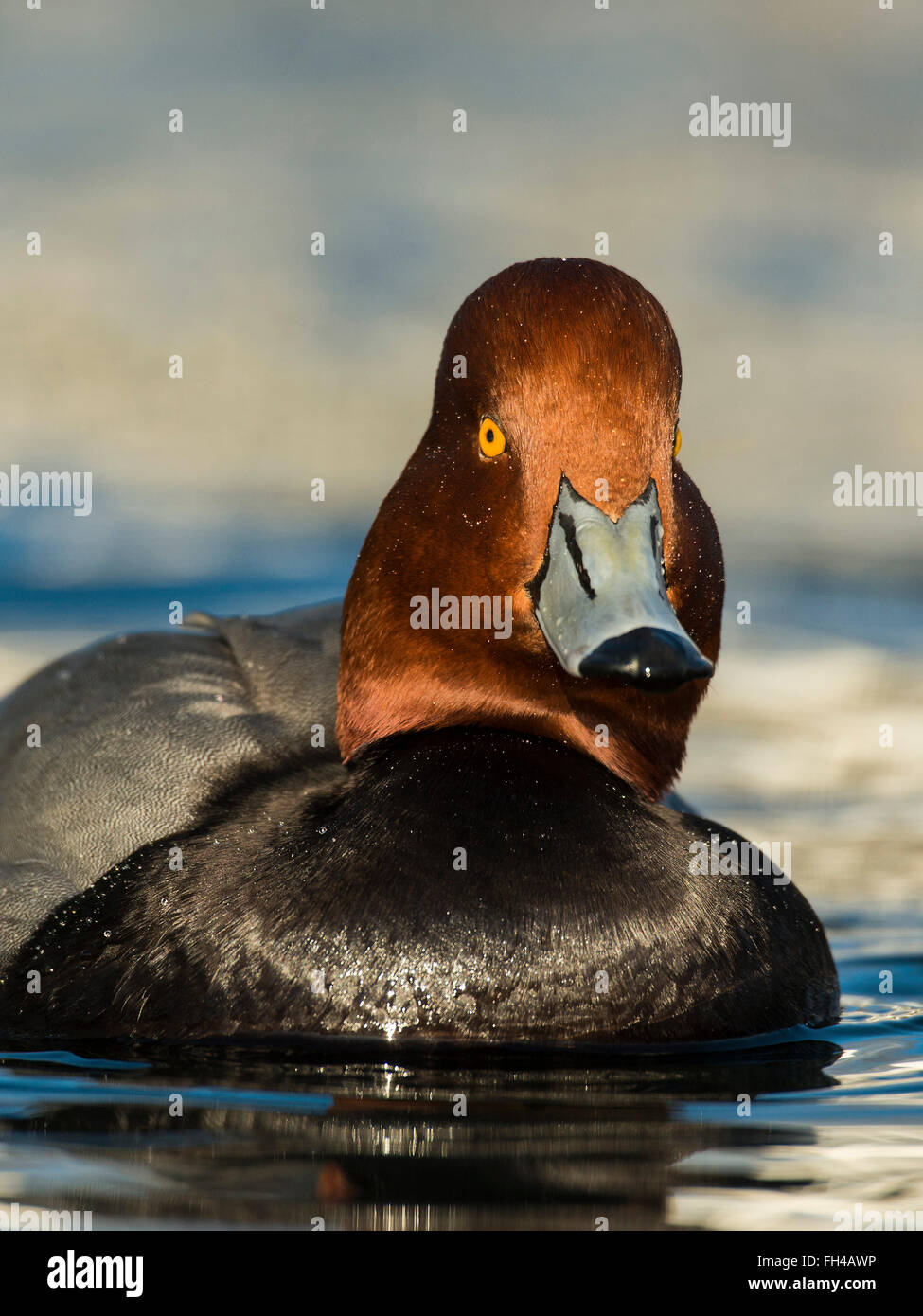 Male redhead duck hi-res stock photography and images - Alamy
