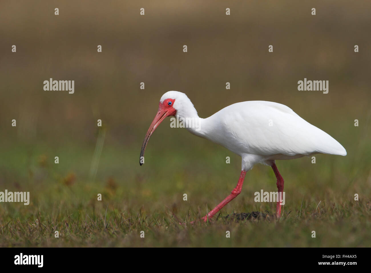 American White Ibis (Eudocimus albus) walking through grass near swamp ...