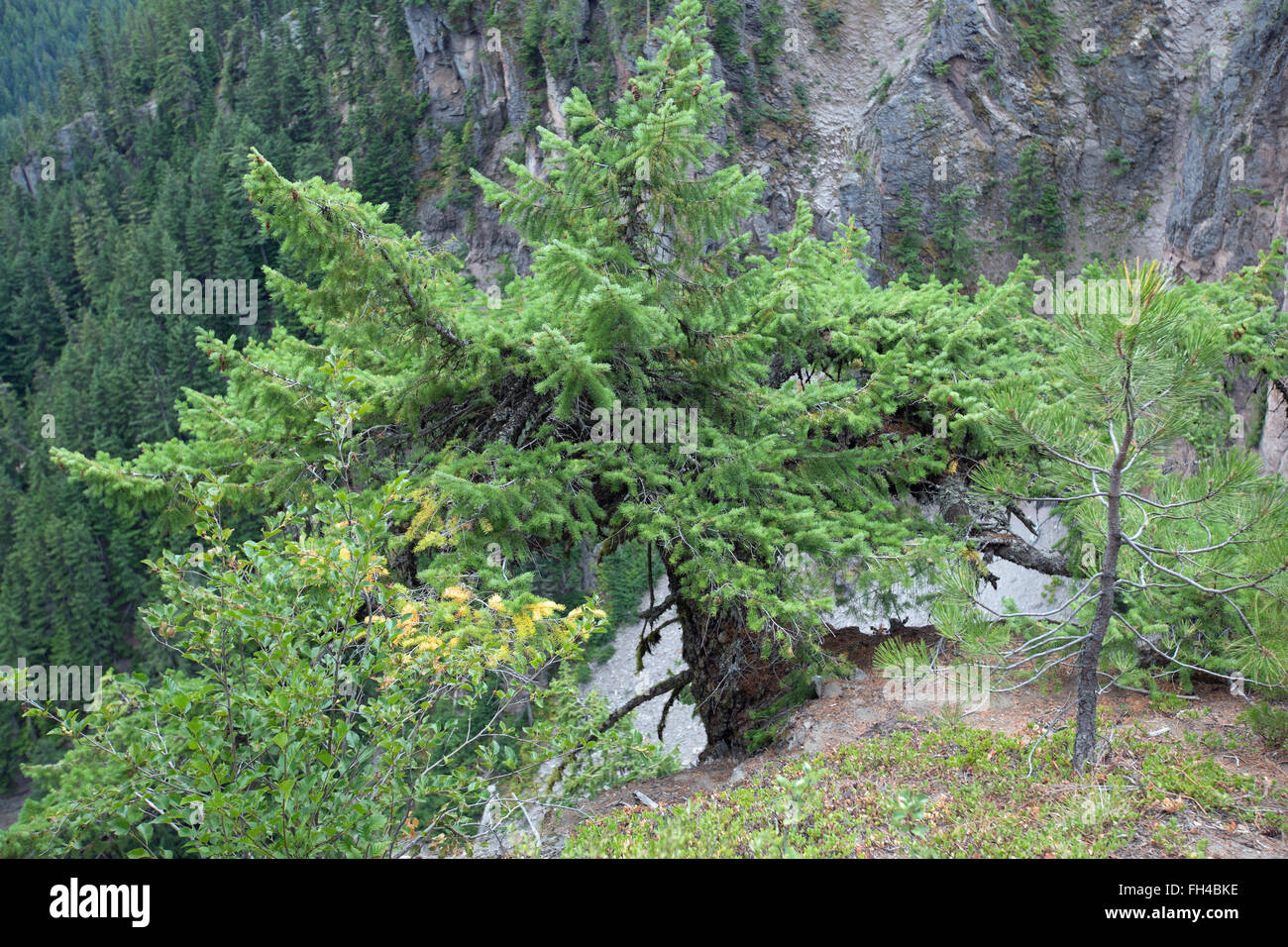 Temperate North American forest Stock Photo - Alamy