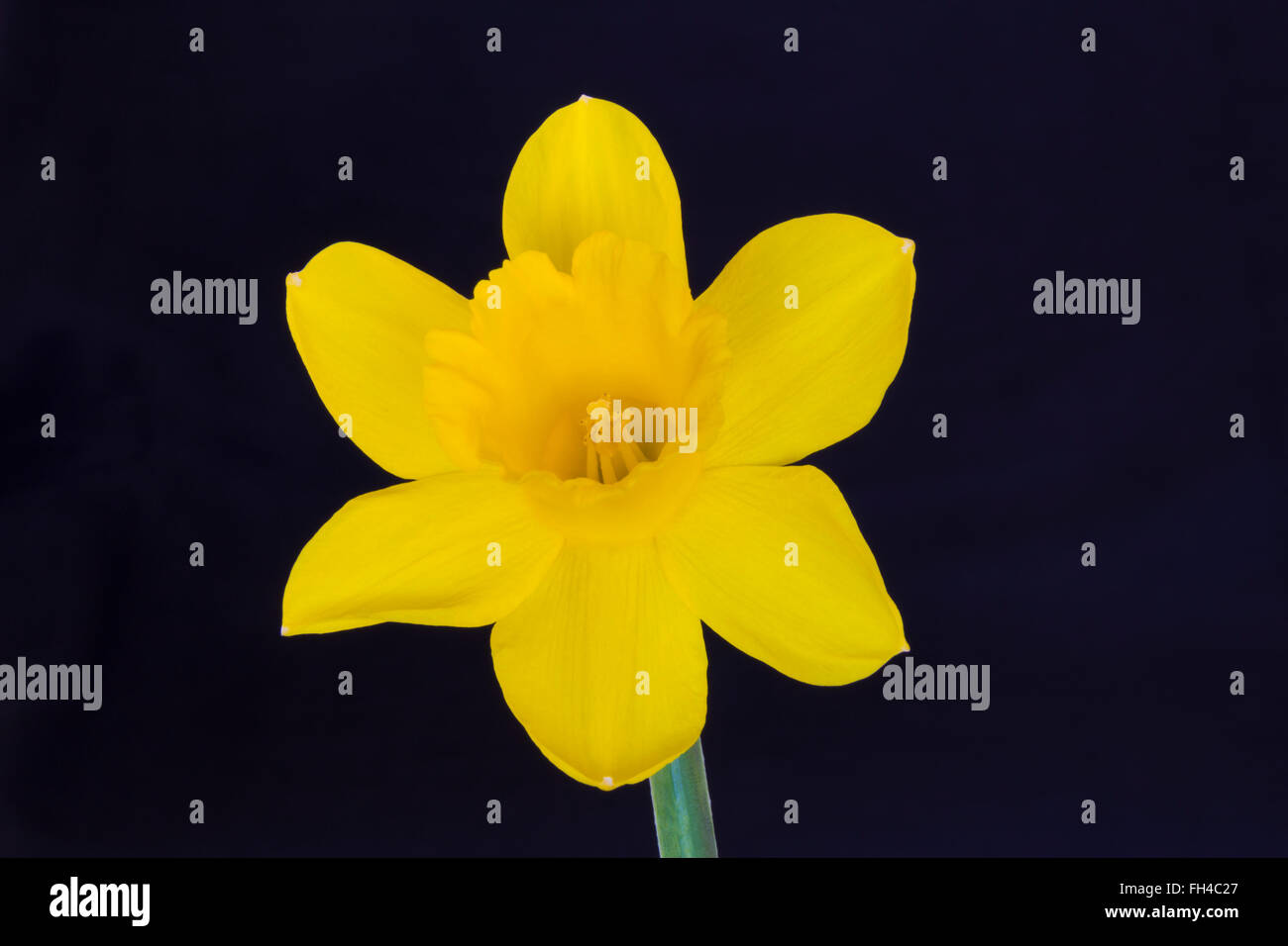 Photograph of a single daffodil taken against a dark background Stock ...