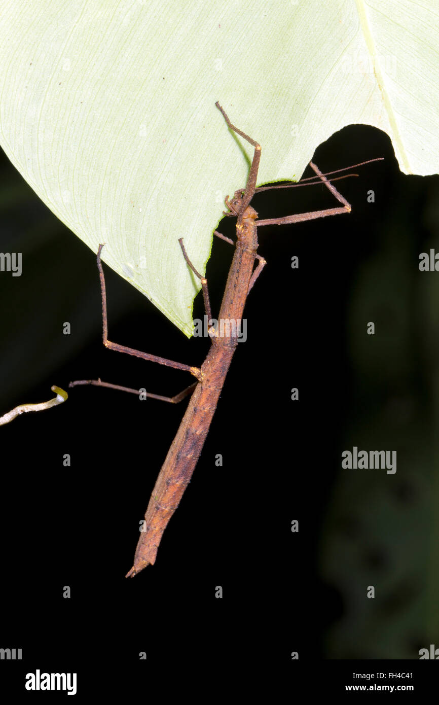 Stick insect (Paraceroys quadrispinosus) feeding on a leaf in the ...