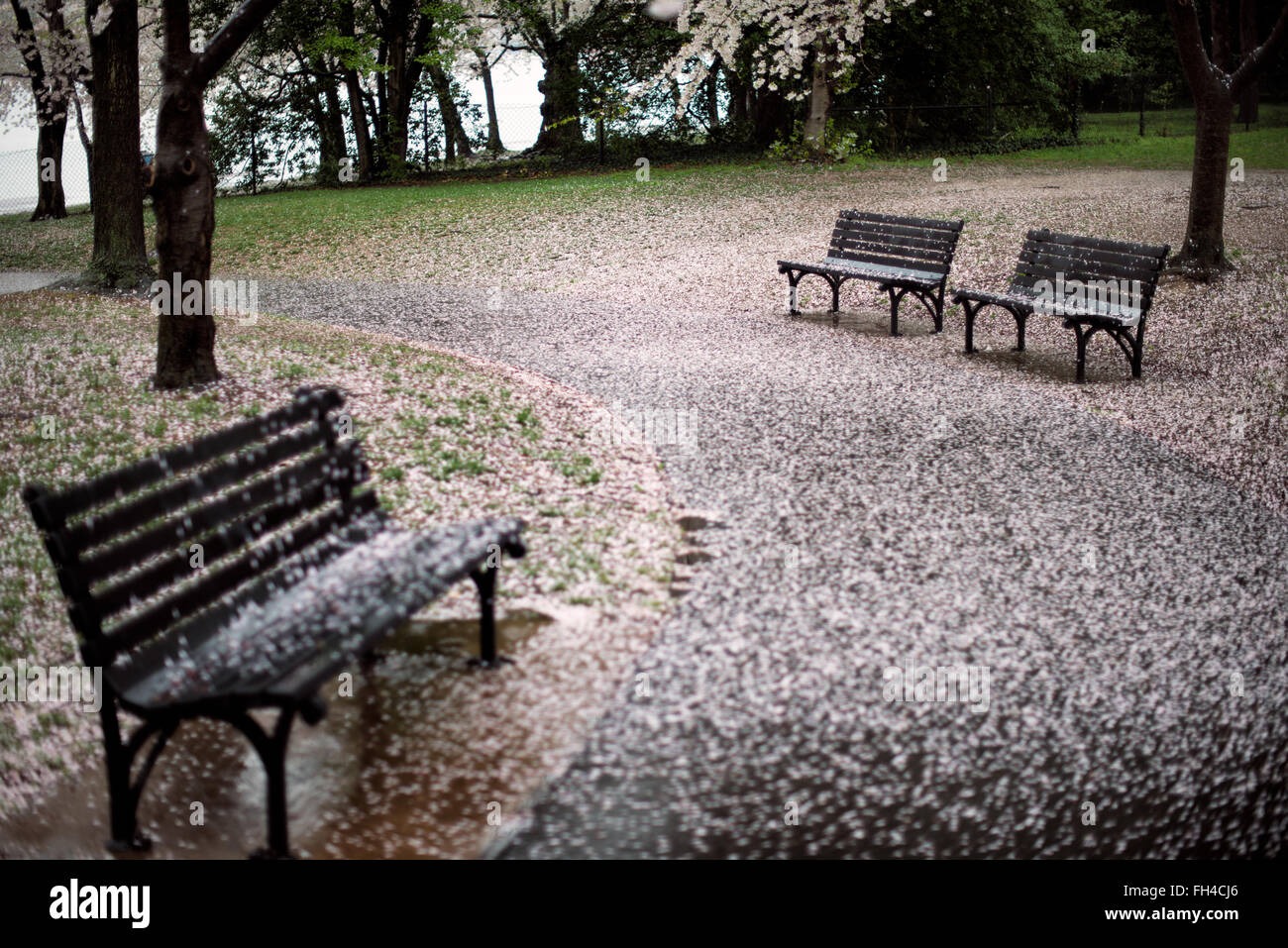 Park benches cherry blossom trees hi-res stock photography and images ...