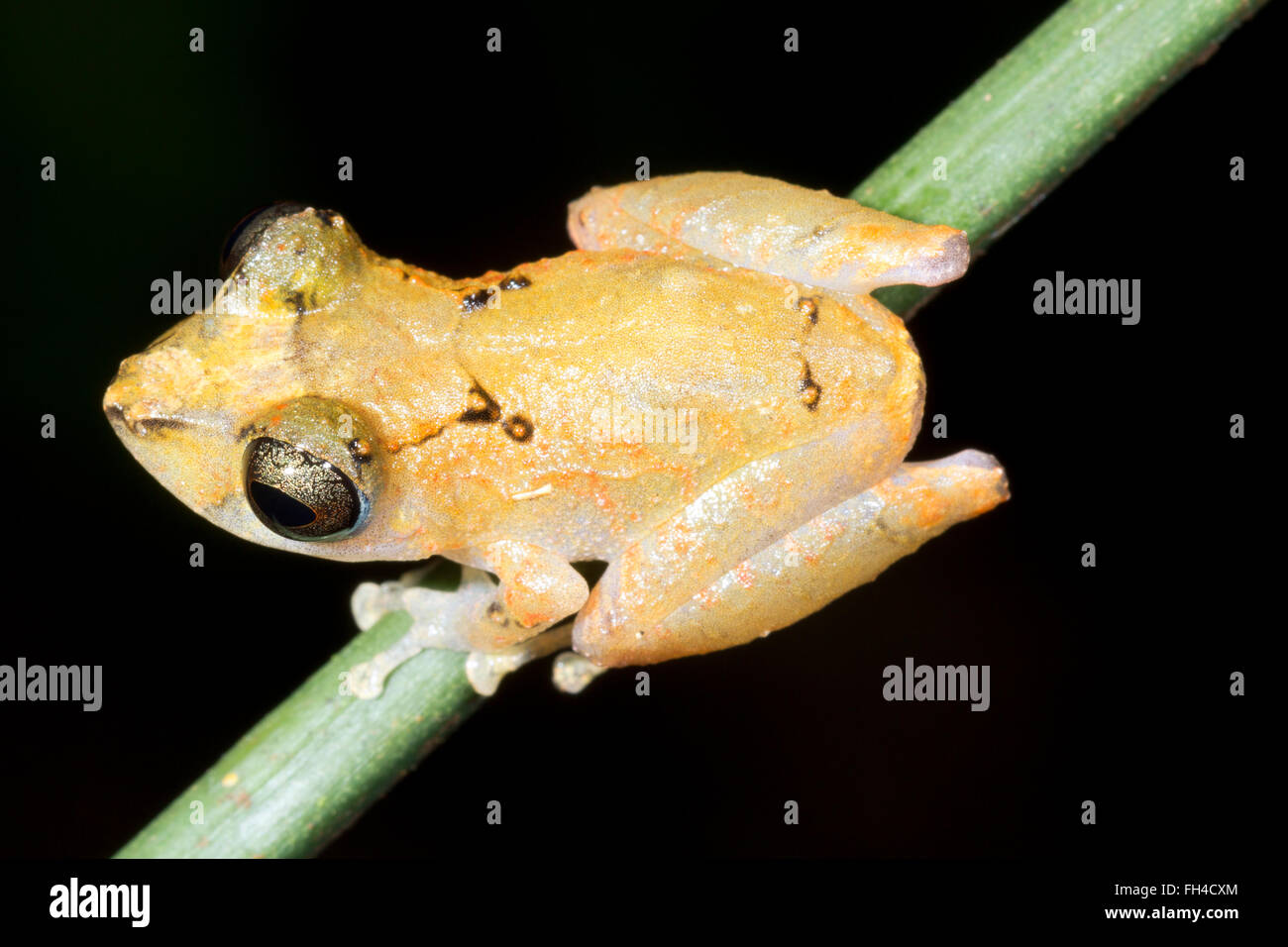 Rain Frog (Pristimantis luscombei) of a leaf in the rainforest, Pastaza ...