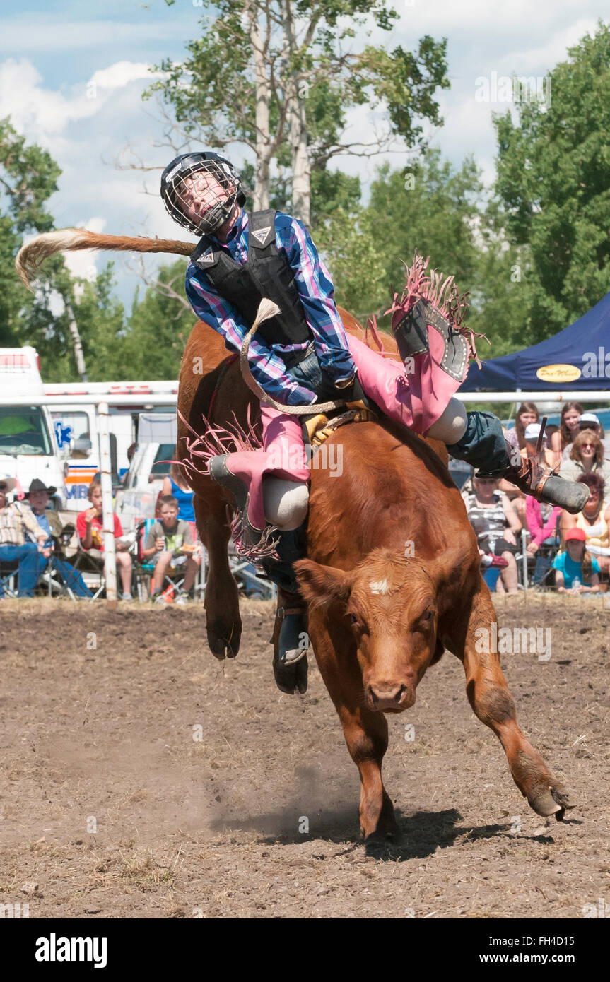 Junior steer riding, Dogpound Rodeo, Dogpound, Alberta, Canada Stock ...