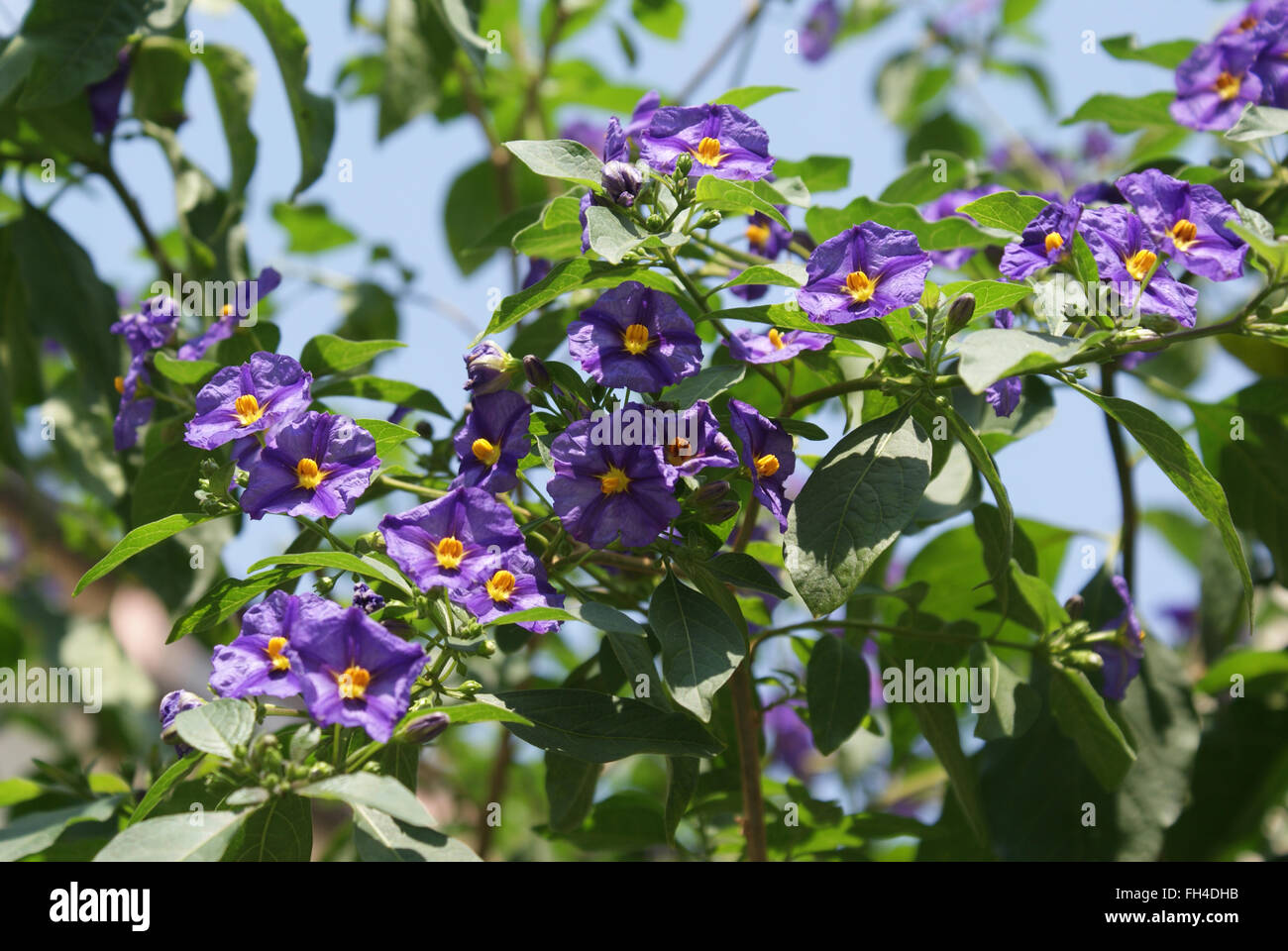 Blue potato bush Stock Photo - Alamy