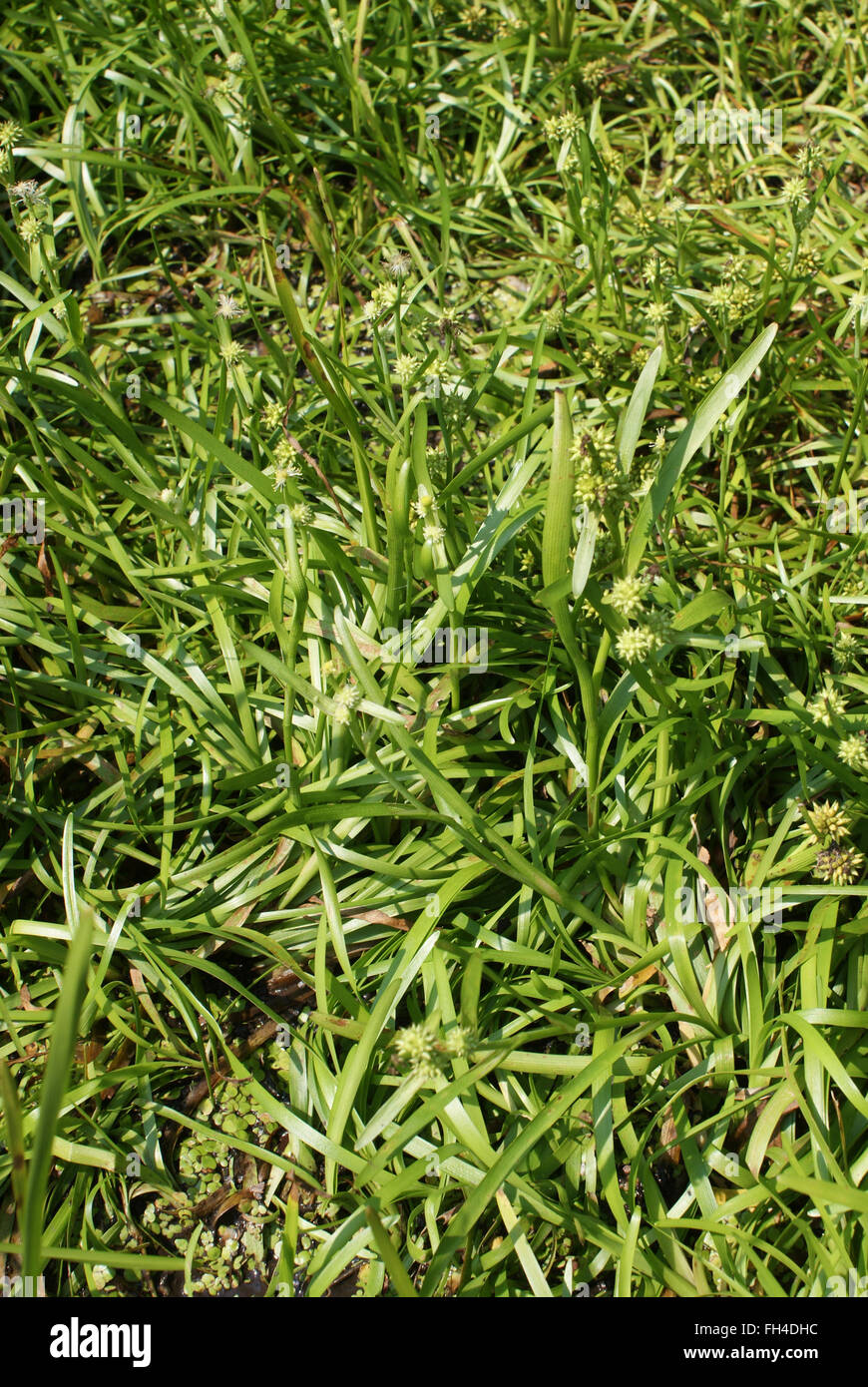 Sparganium natans hi-res stock photography and images - Alamy