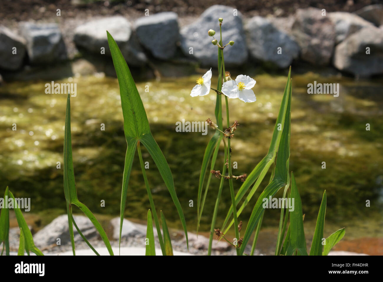 Kn pfe hi-res stock photography and images - Alamy