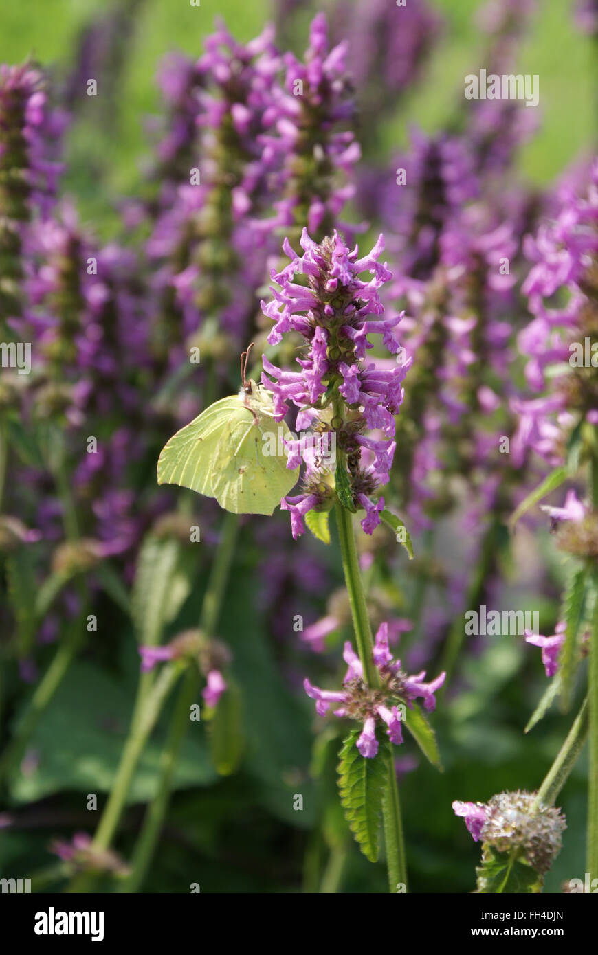 Bishopswort hi-res stock photography and images - Alamy