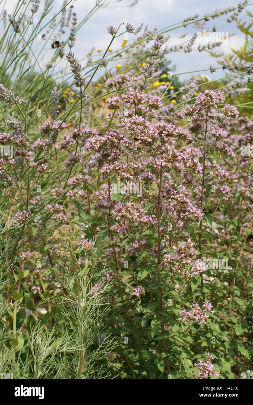 Aroma of wild herbs hi-res stock photography and images - Alamy