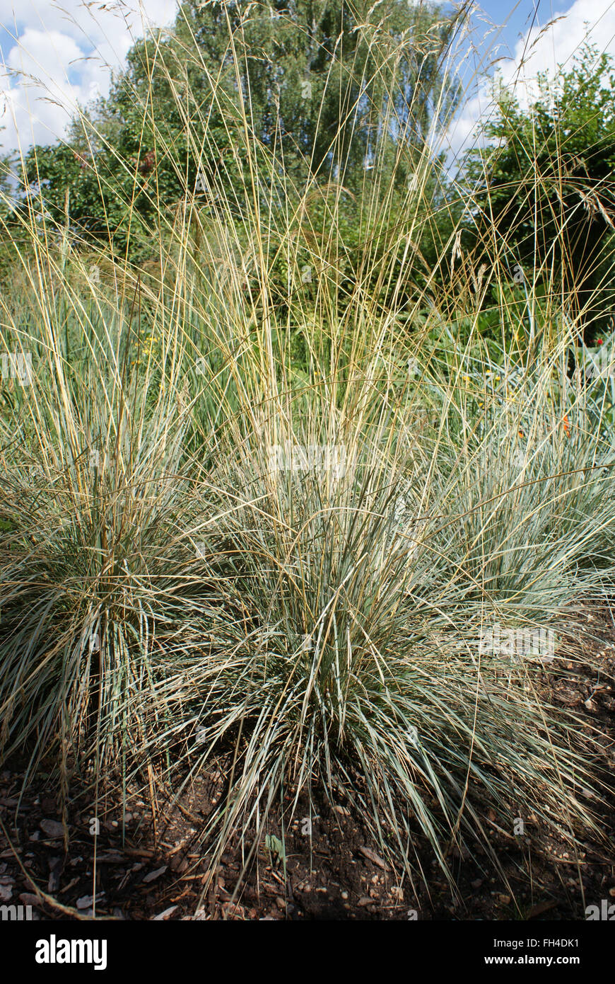 Avena sempervirens hi-res stock photography and images - Alamy