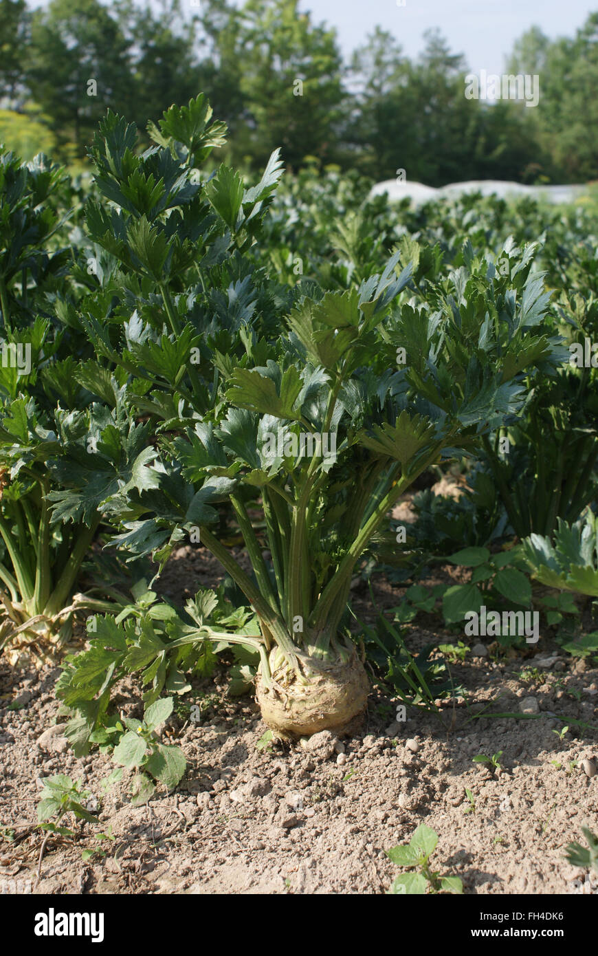 Selleriestangen hi-res stock photography and images - Alamy