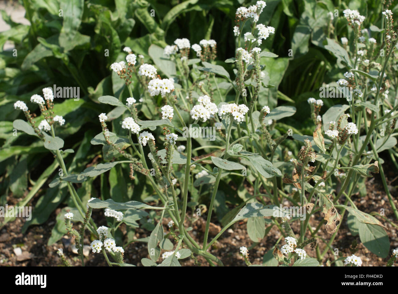 European heliotrope hi-res stock photography and images - Alamy