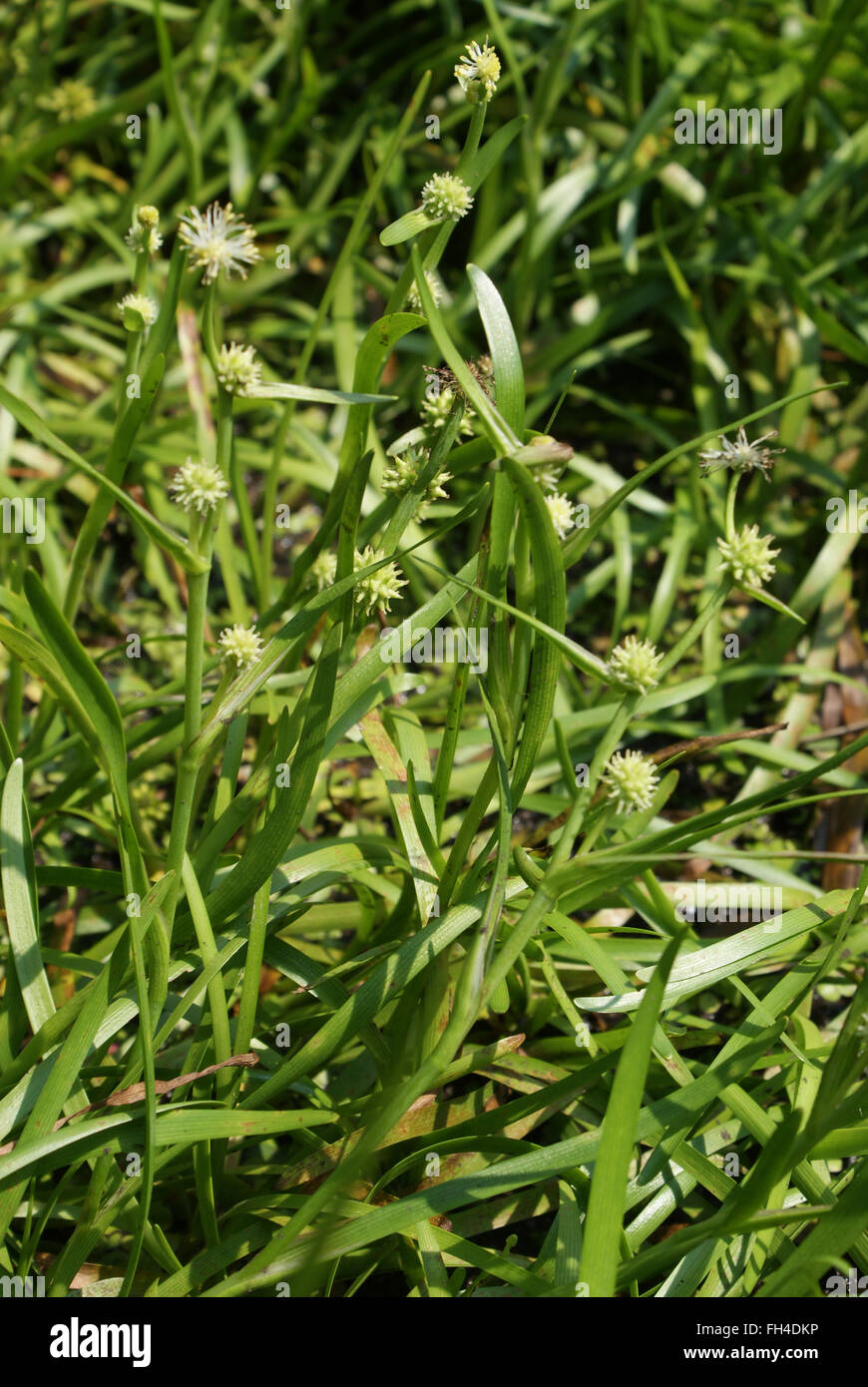 Zwergigelkolben hi-res stock photography and images - Alamy