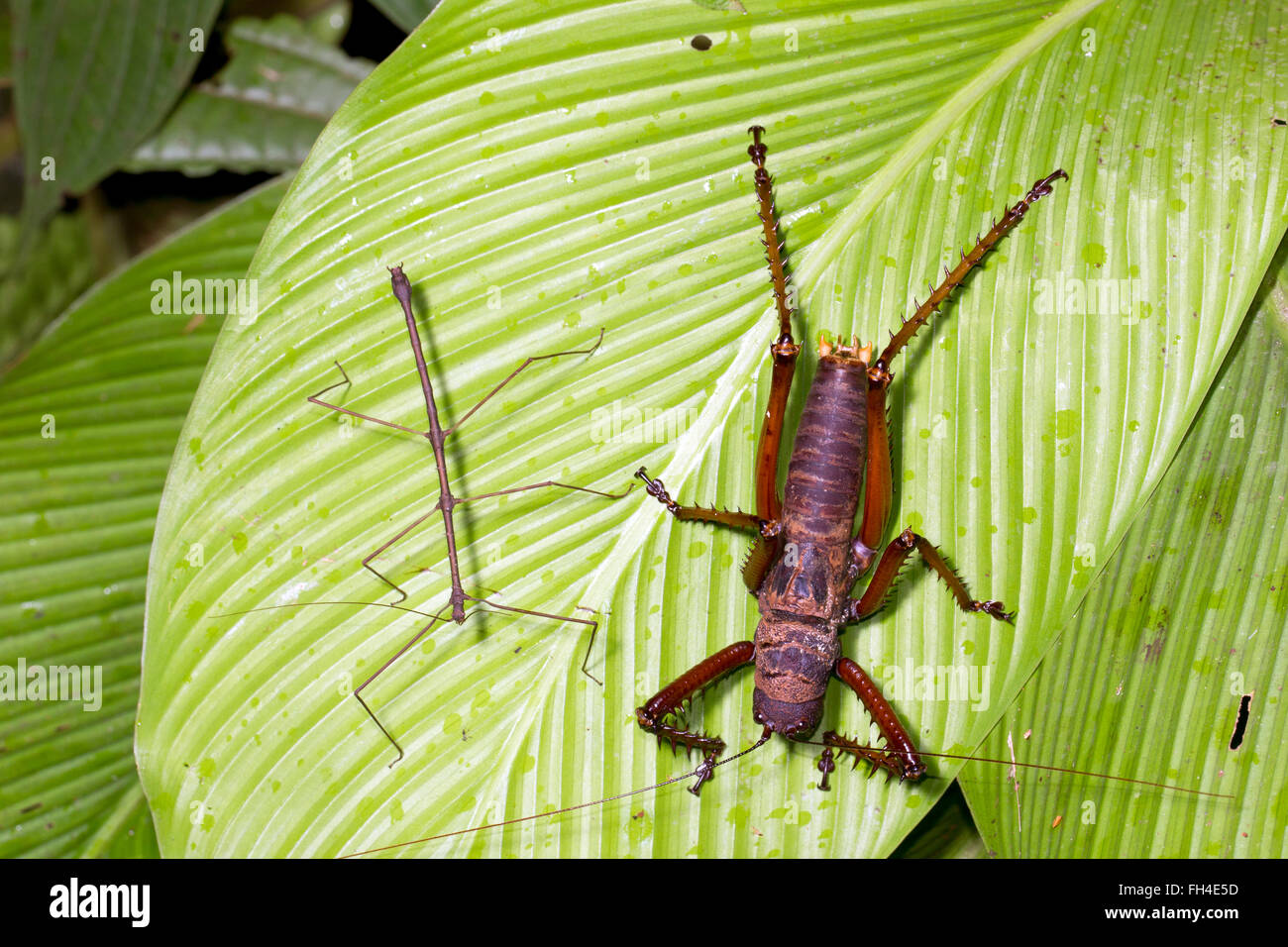 Female Giant lobster katydid, (Panoploscelis specularis) and a stick ...