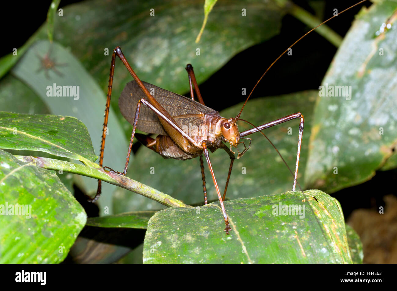 Large bush cricket In the rainforest, Pastaza province, Ecuador. There ...
