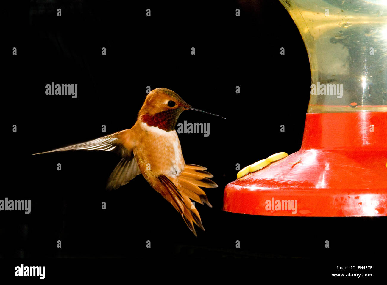 Rufus hummingbird hi-res stock photography and images - Alamy