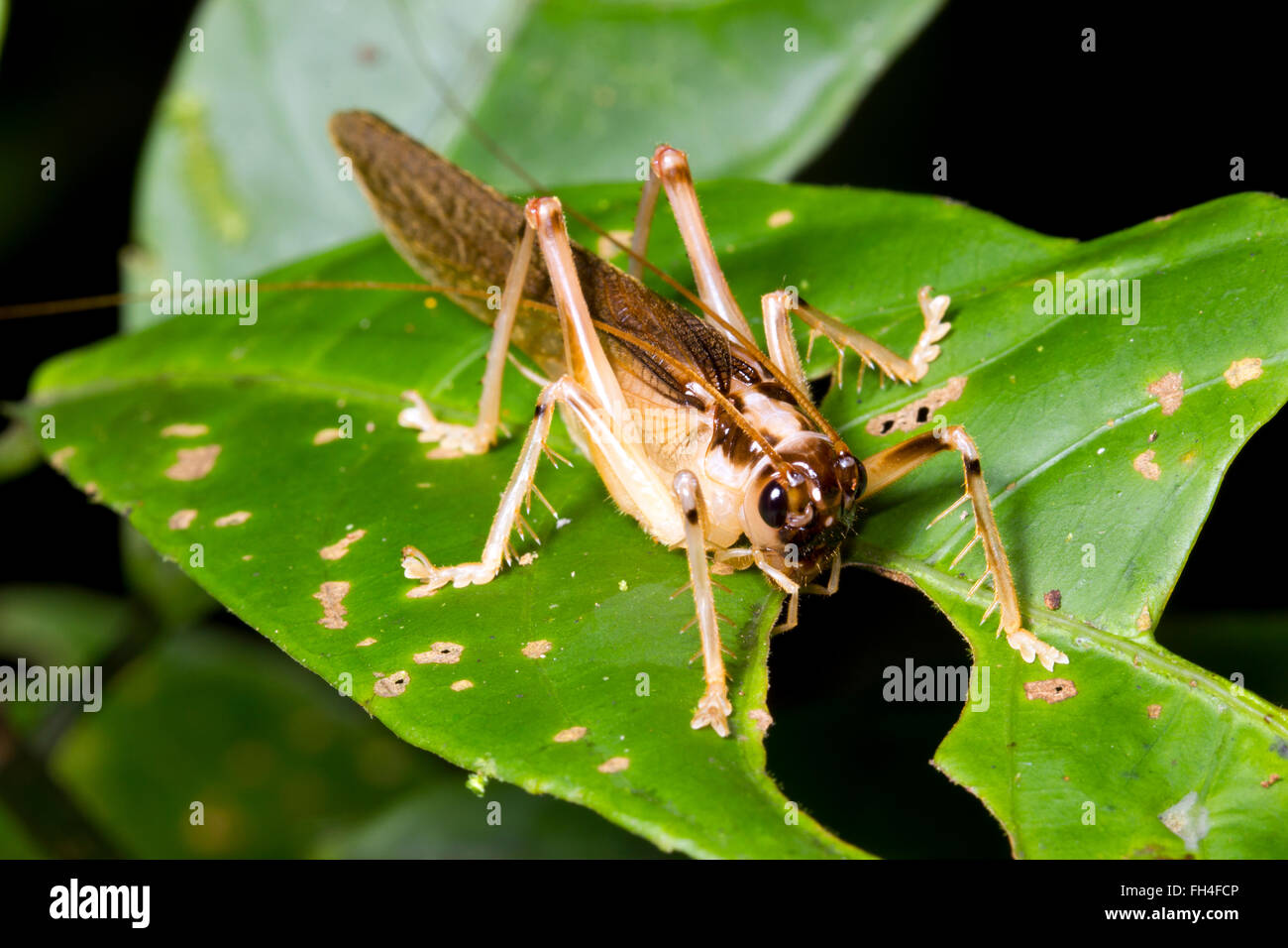 Amazon insect hi-res stock photography and images - Alamy
