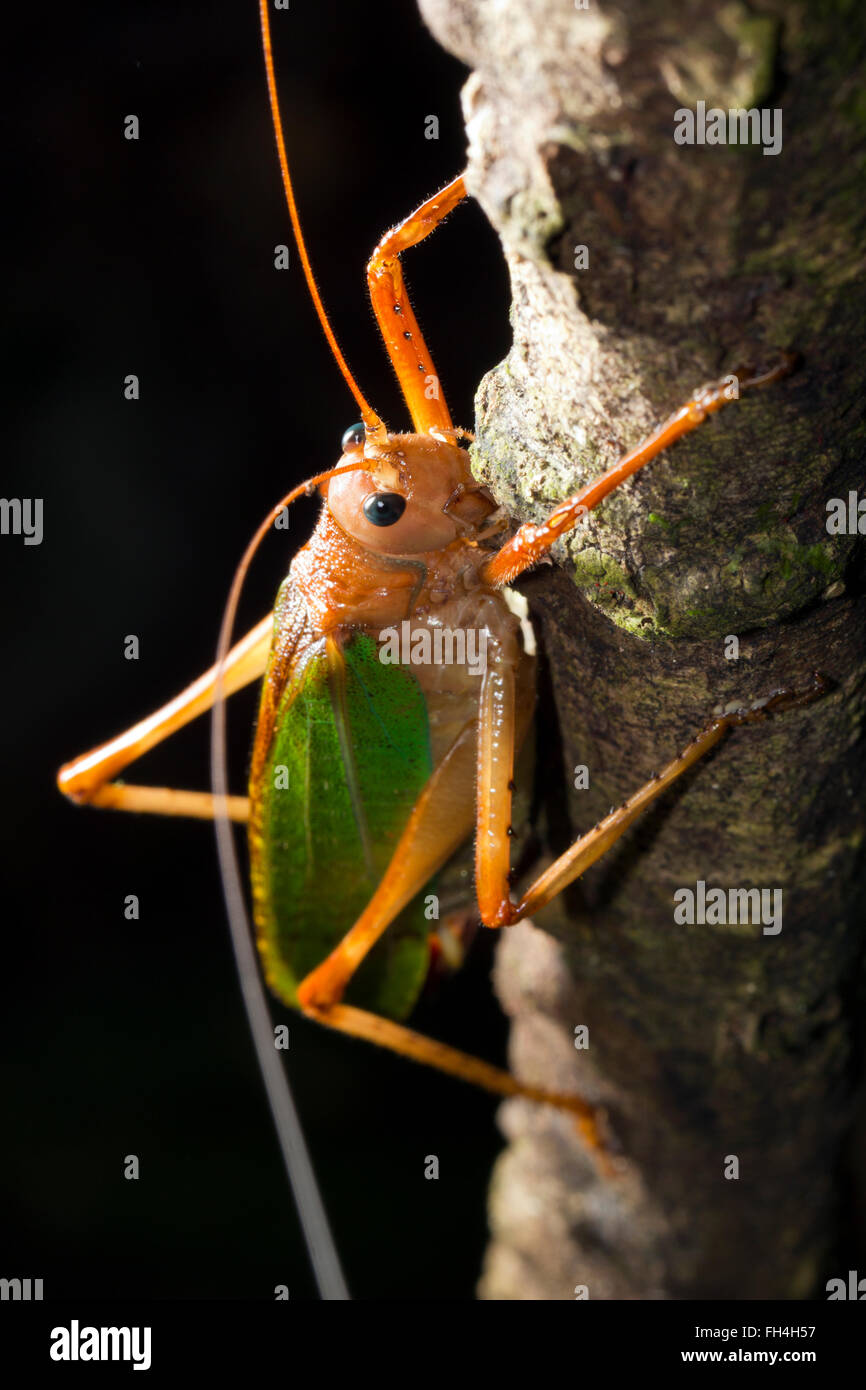 A big green bush cricket in the rainforest, Pastaza province, Ecuador ...