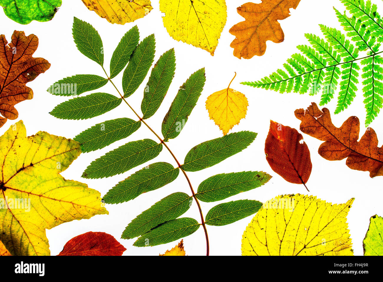 isolated back lit Autumn leaves Stock Photo - Alamy