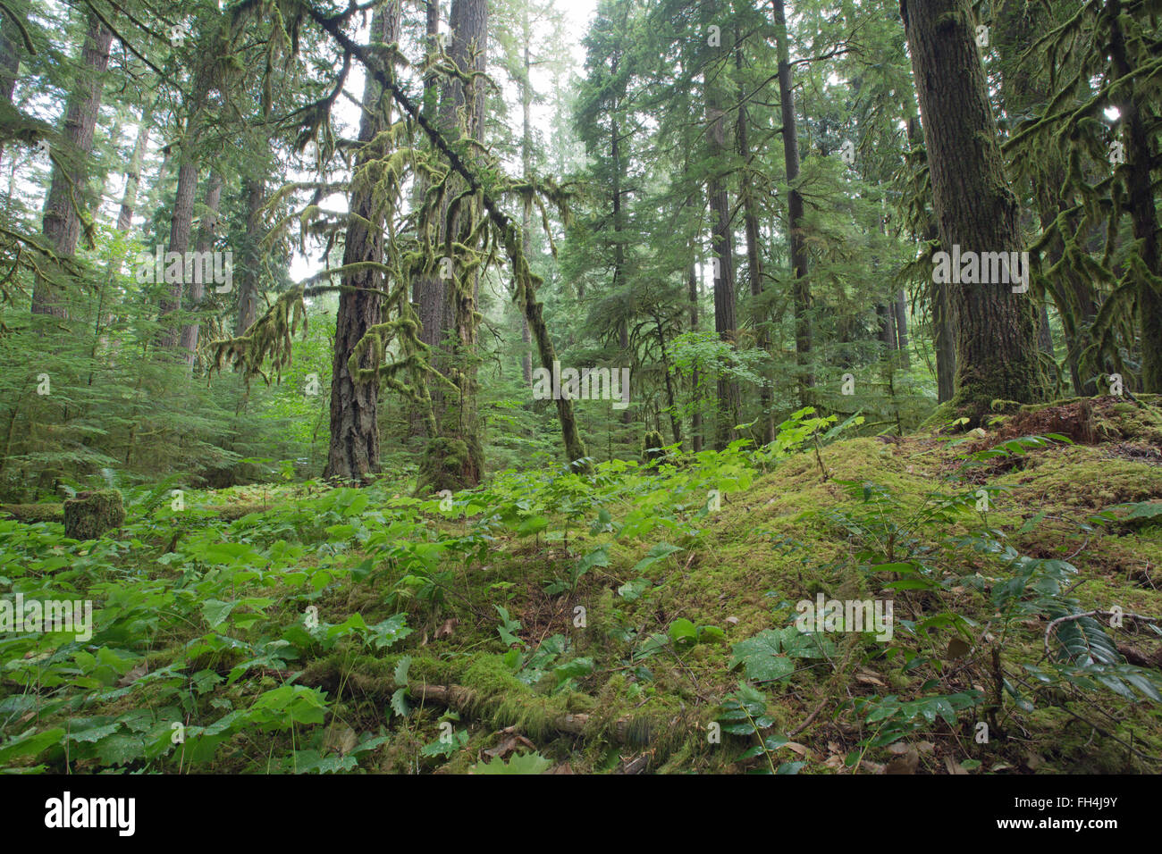 Temperate North American forest Stock Photo - Alamy