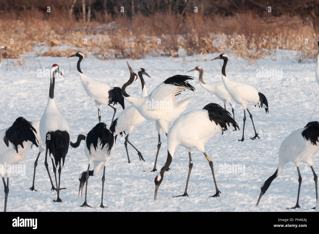 Japanese crane wings japan hokkaido hi-res stock photography and images ...