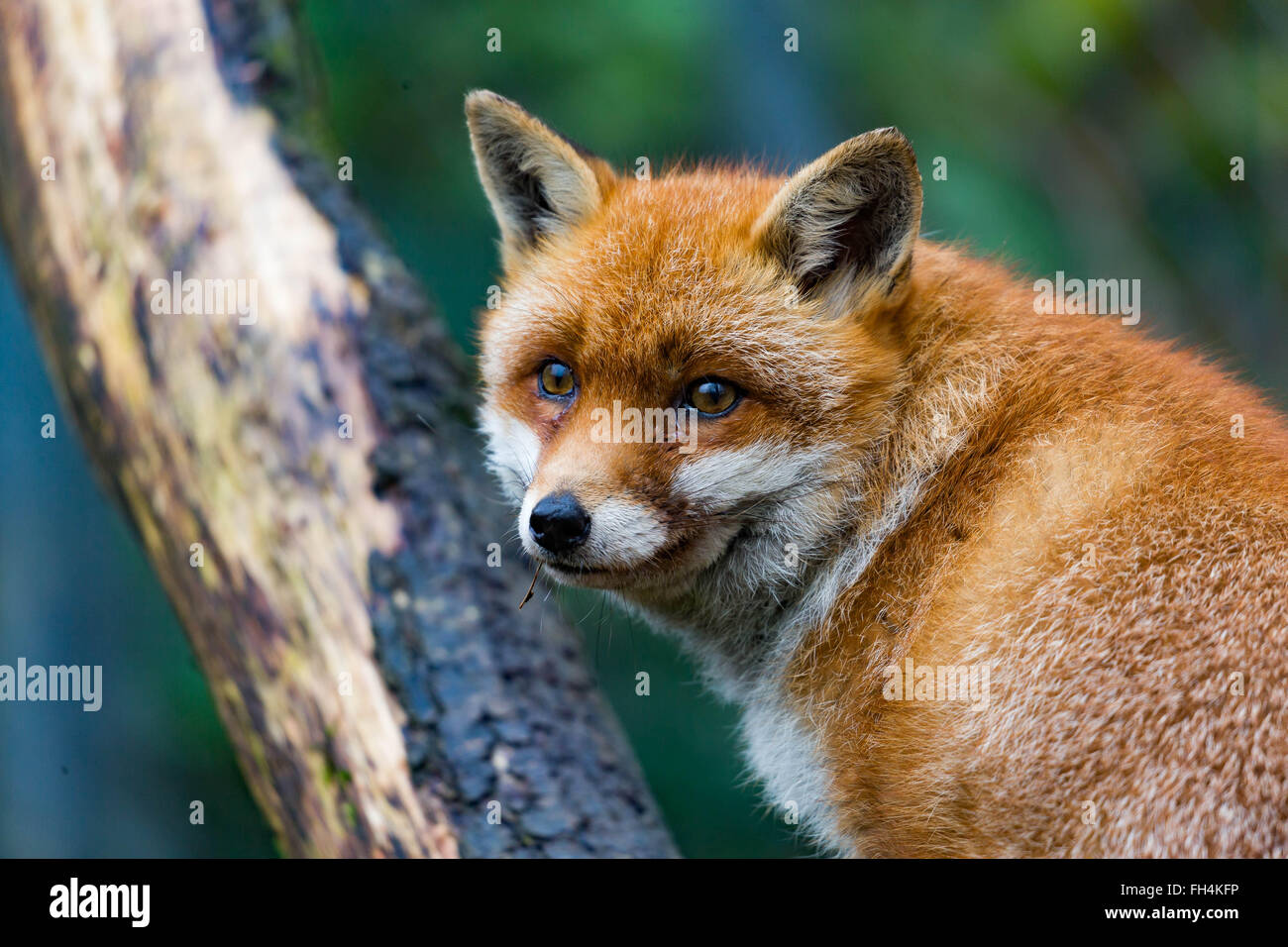 Close up of the common fox Stock Photo - Alamy