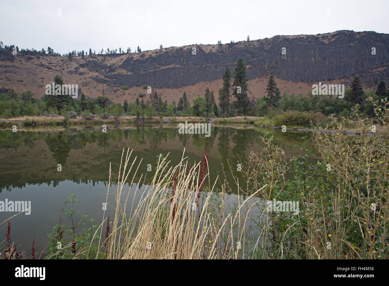 Trees columnar basalt hi-res stock photography and images - Alamy