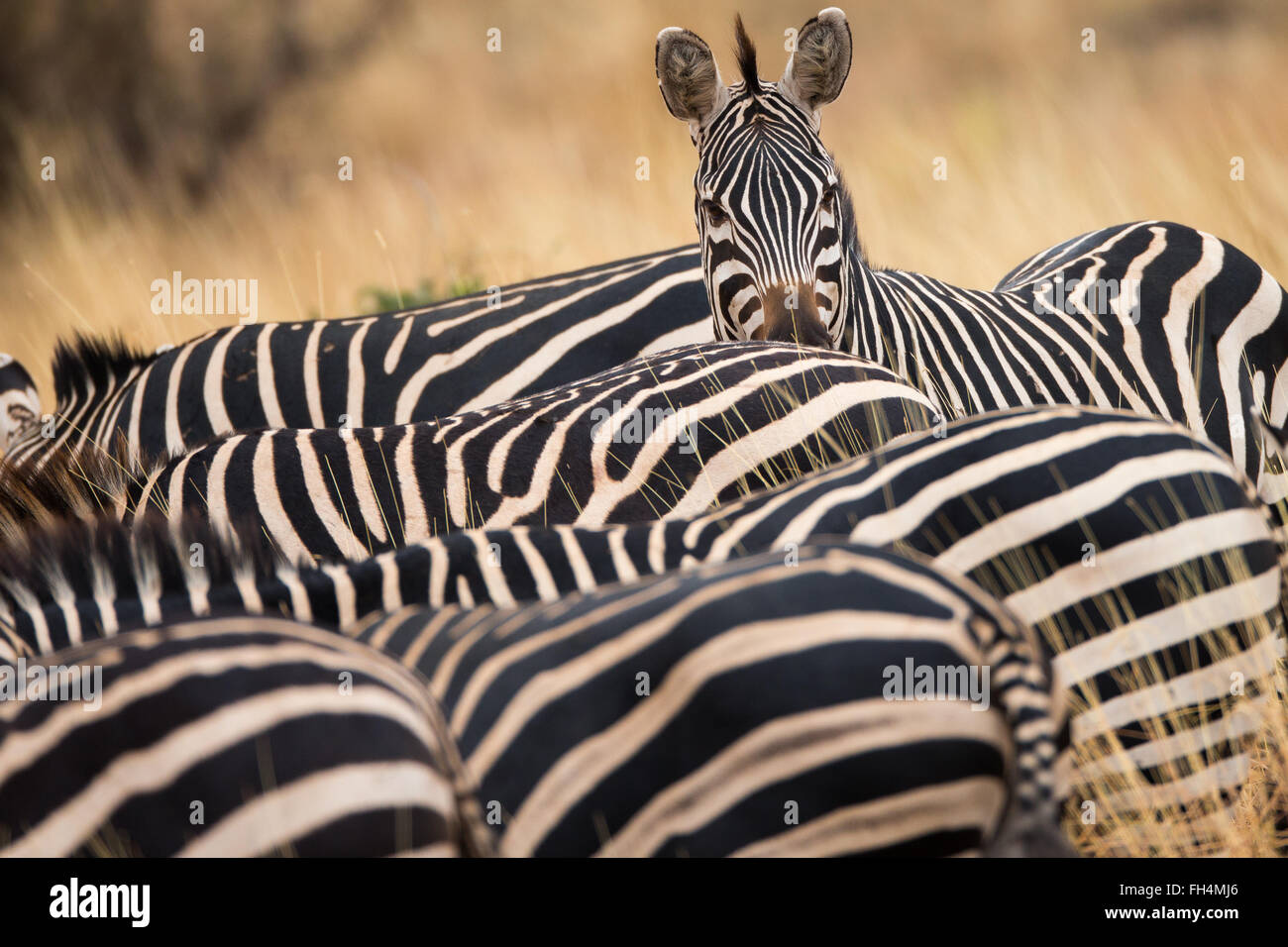 Lone zebra head in group of zebra bodies Stock Photo - Alamy