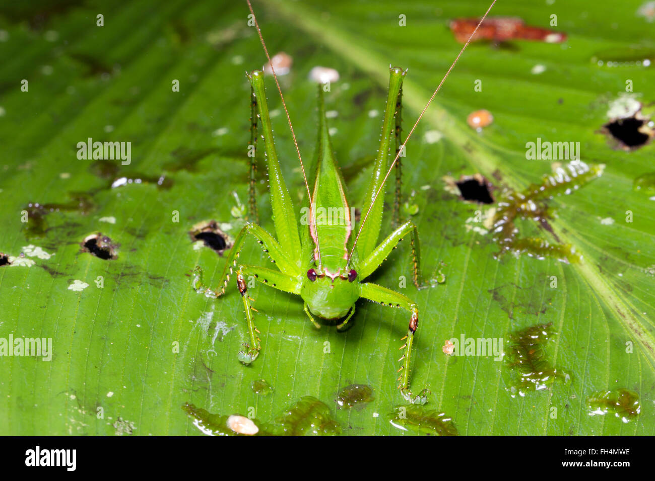 Frontal shot of a green bush cricket in a rainforest shrub, Pastaza ...