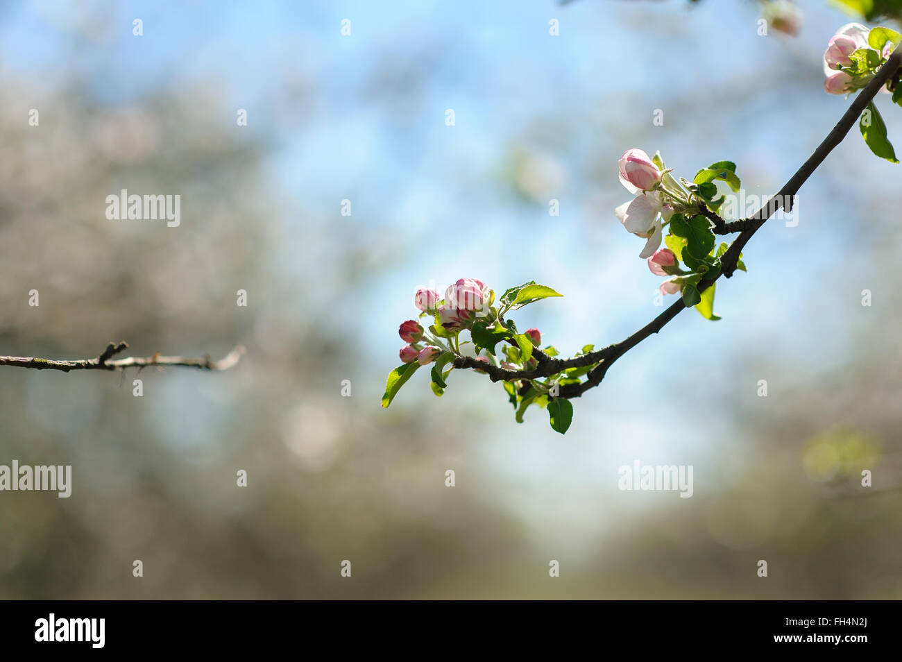 Blooming twig of apple against the blue sky Stock Photo - Alamy