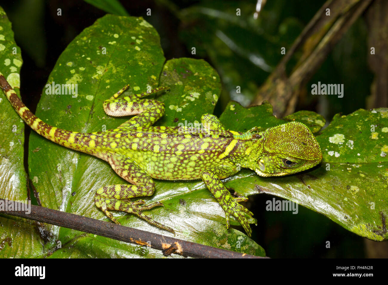 Amazon forest dragon enyalioides laticeps hi-res stock photography and ...