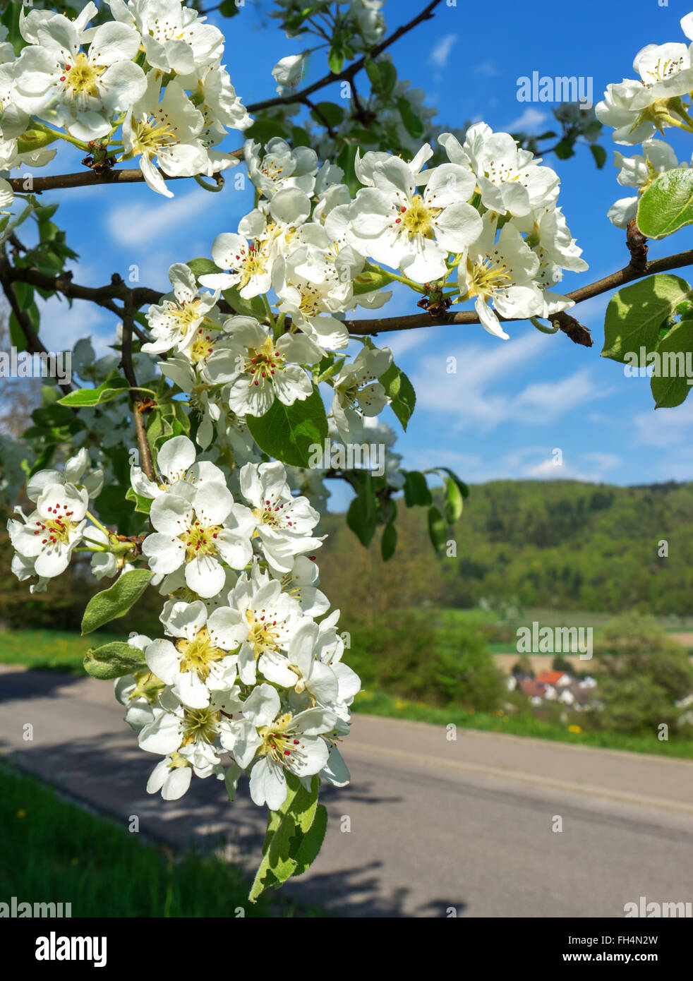 Branch of a blossoming pear tree in close-up near a village Stock Photo ...