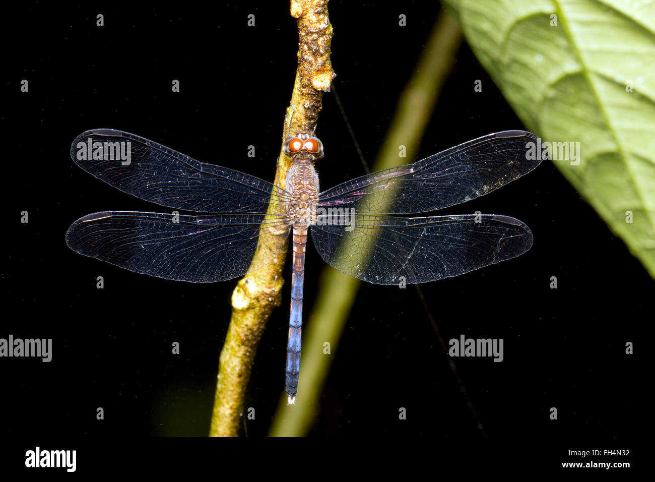 Amazonian dragonfly roosting at night in Pastaza province, Ecuador ...