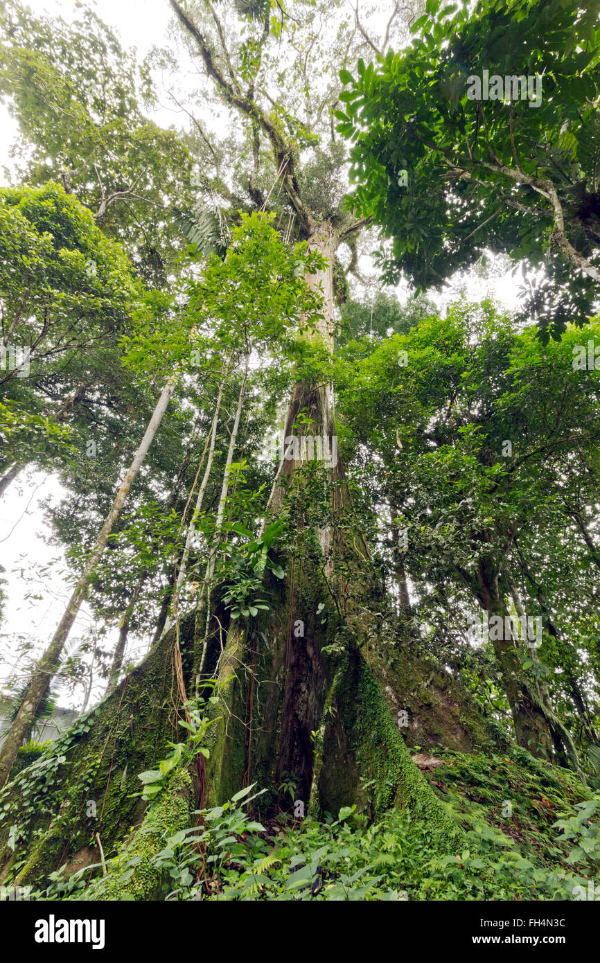 Rainforest trunk amazon bark big buttress ecuador forest giant green ...