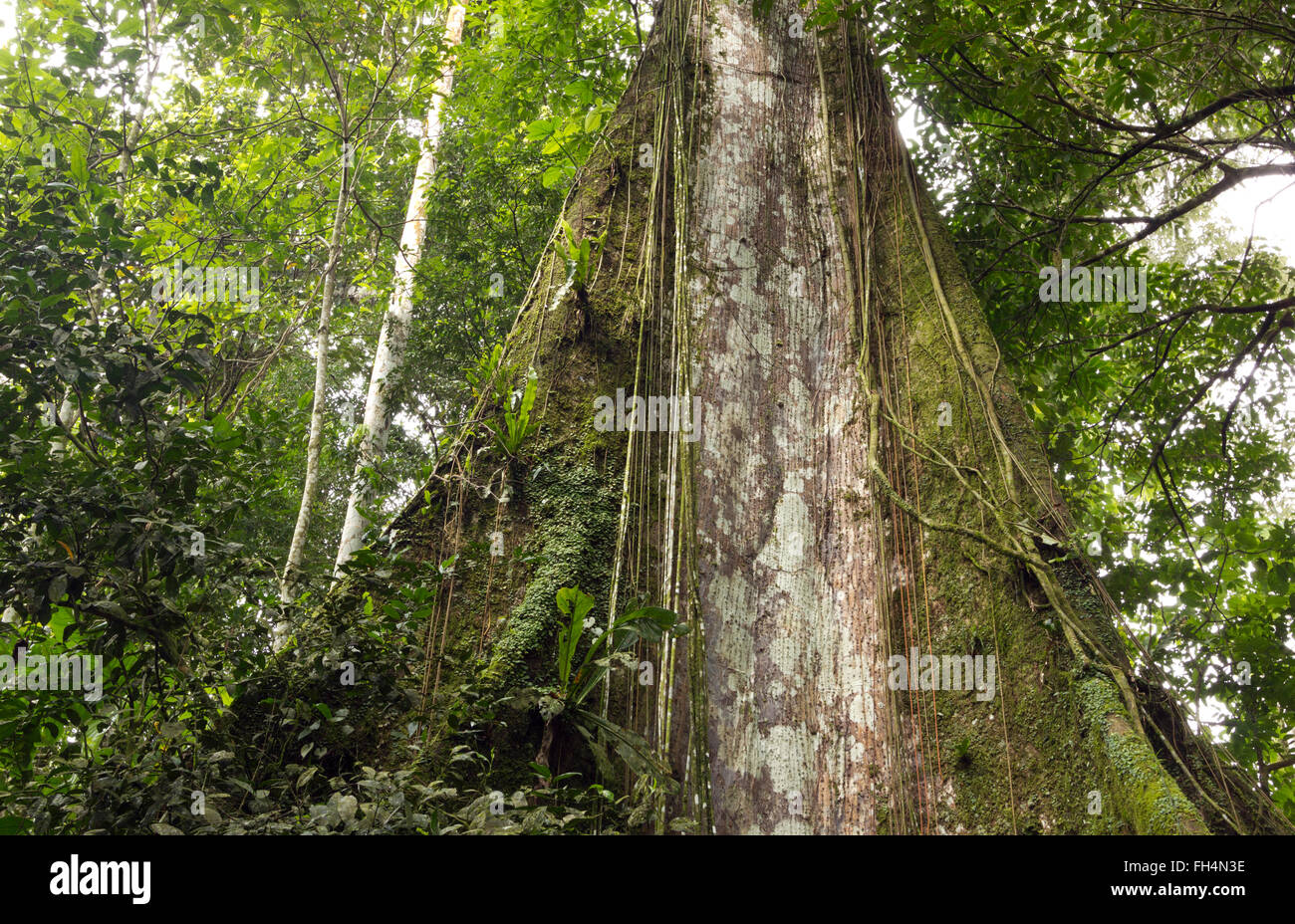 Rainforest trunk amazon bark big buttress ecuador forest giant green ...