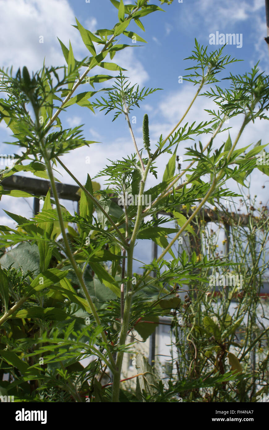 Stickweed hi-res stock photography and images - Alamy