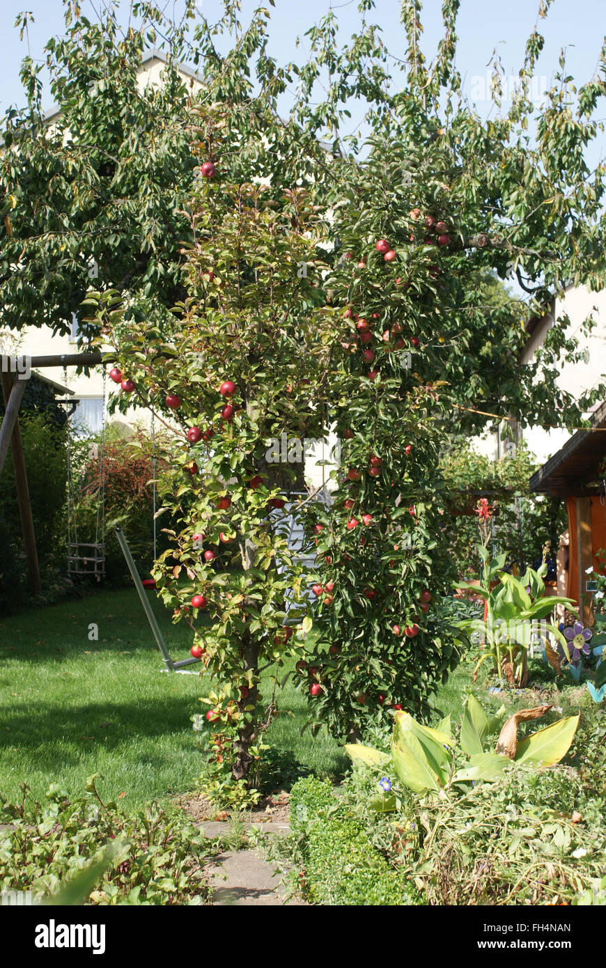 Fastigiate Tree High Resolution Stock Photography and Images - Alamy