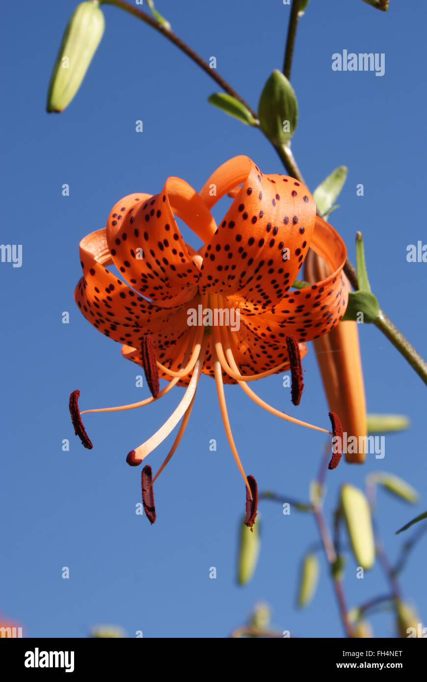 Tiger Lilien High Resolution Stock Photography and Images - Alamy