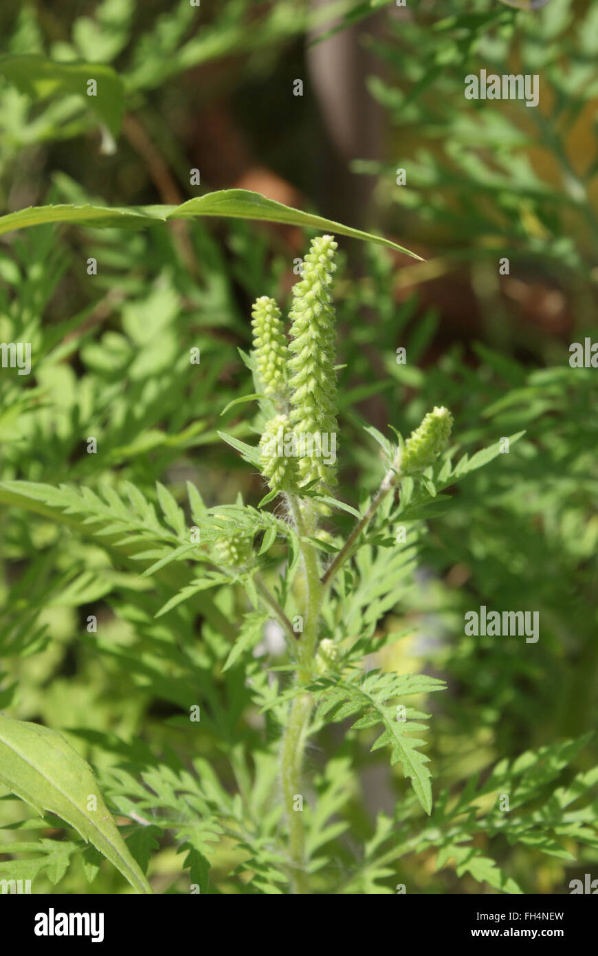 Ragweed flower hi-res stock photography and images - Alamy