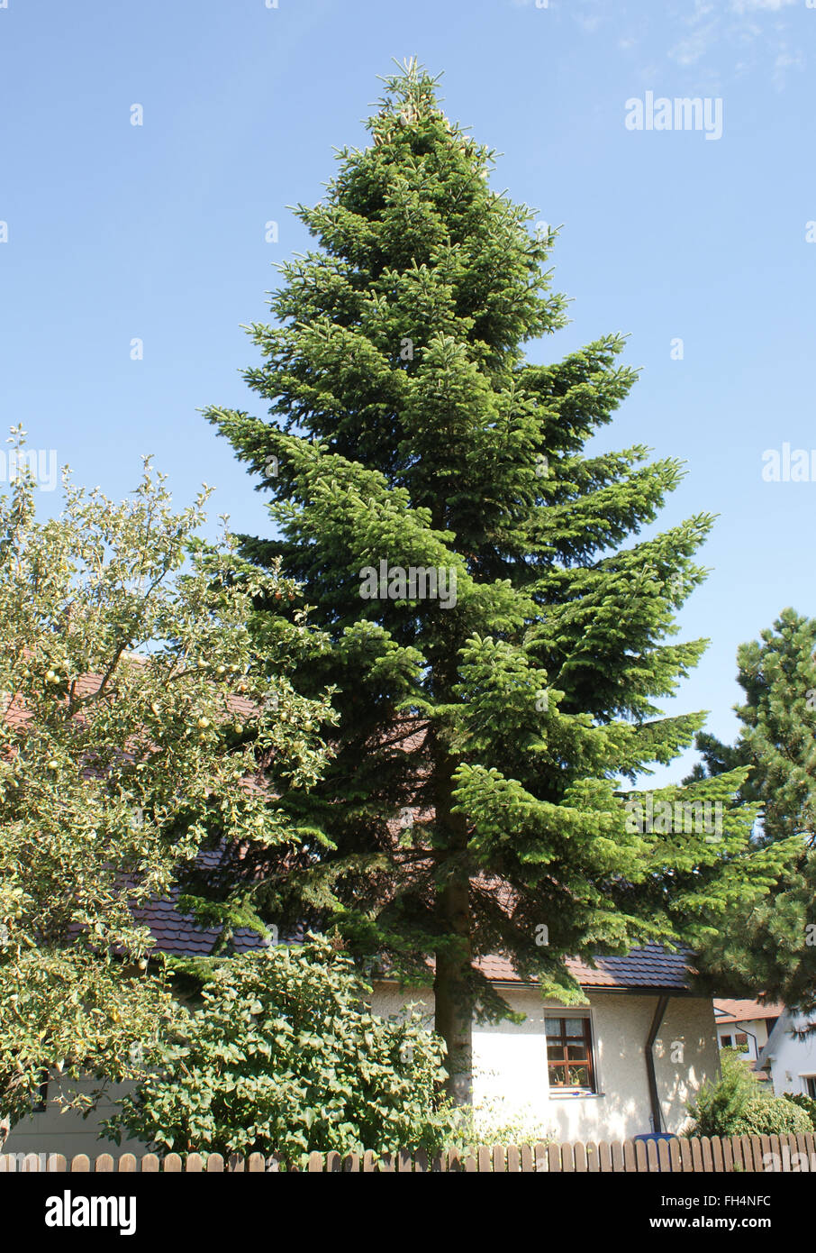 Nordmann fir garden hi-res stock photography and images - Alamy