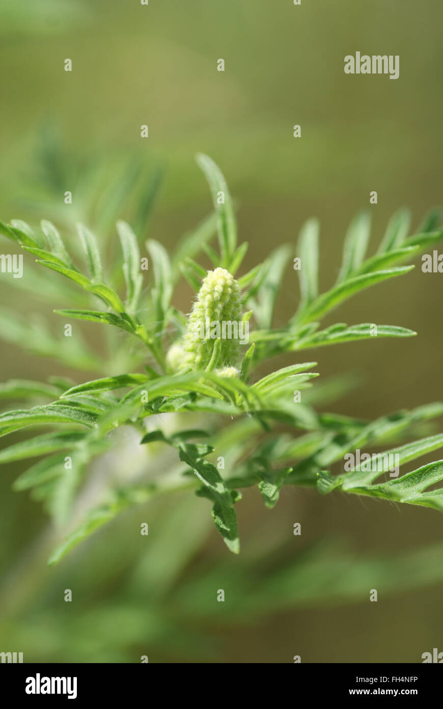 Stickweed hi-res stock photography and images - Alamy
